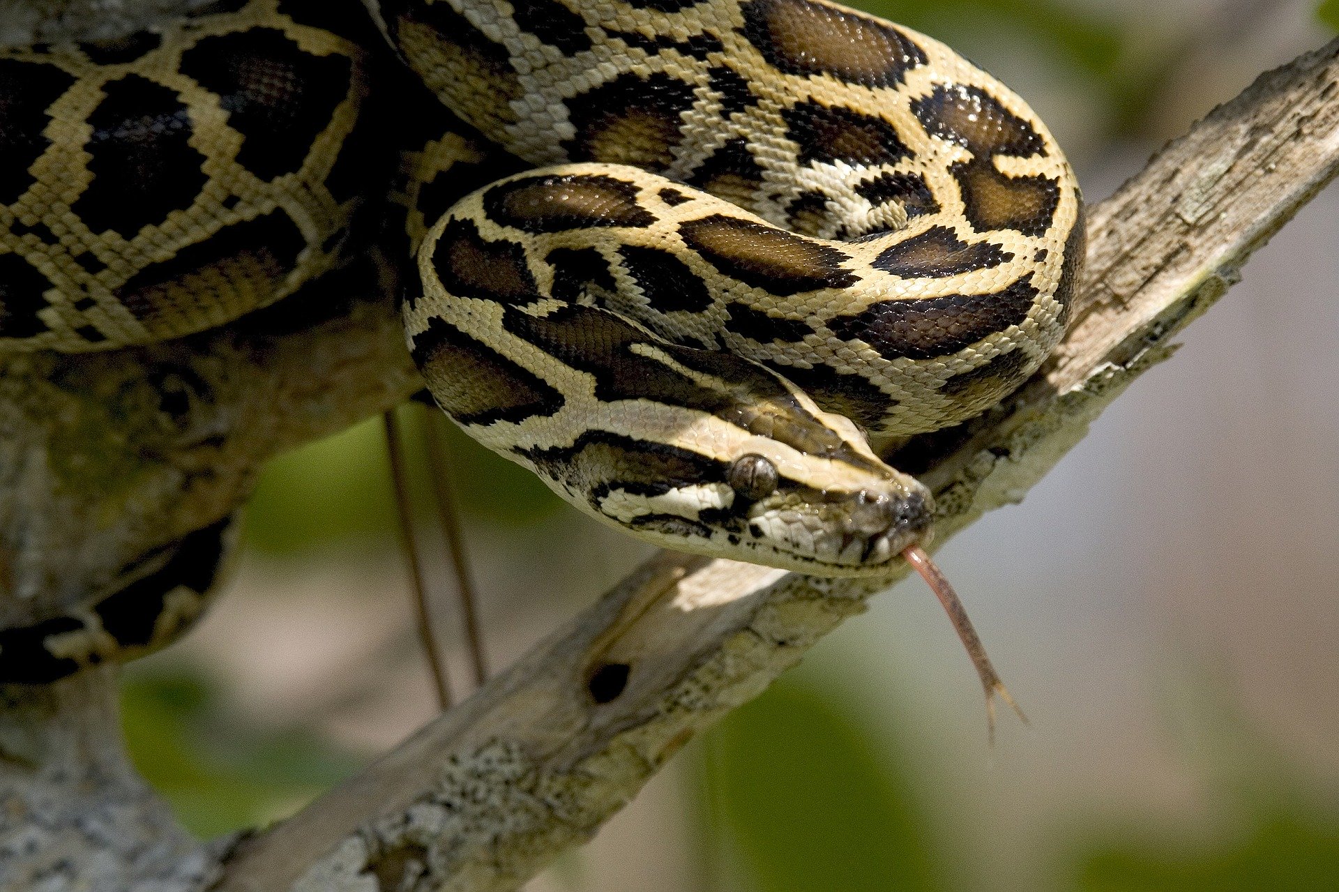 Burmese Python Owner Speaks | Gulf Coast Poet