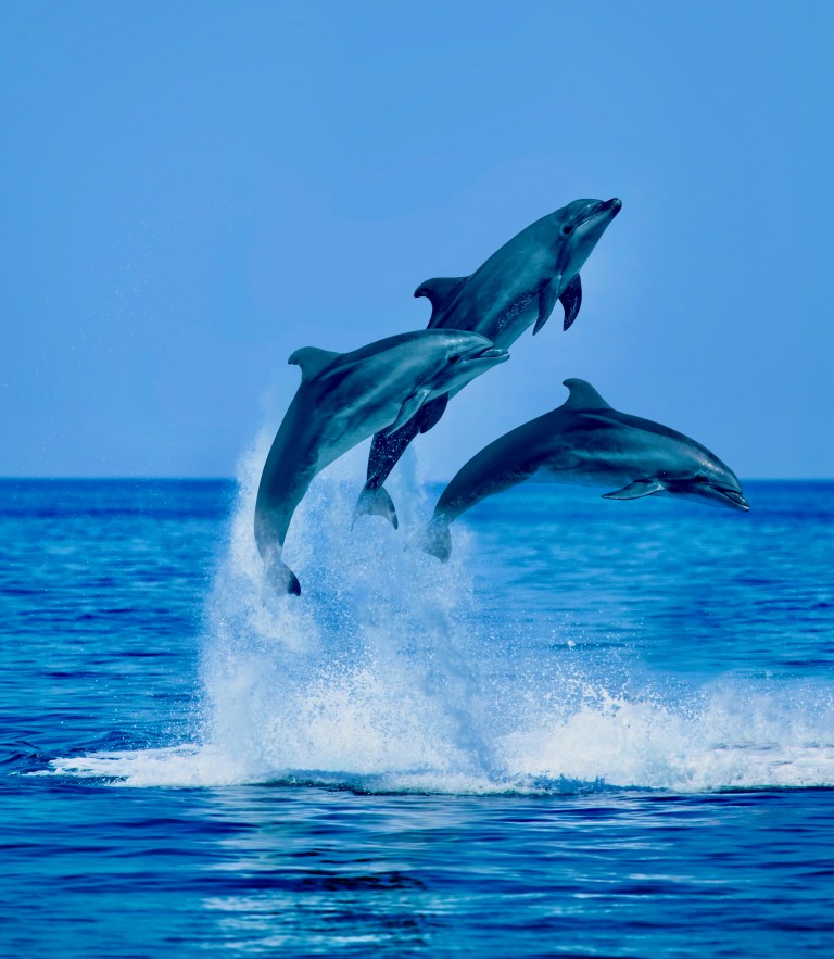 Dolphins & Humans, A History of Friendship | Gulf Coast Poet