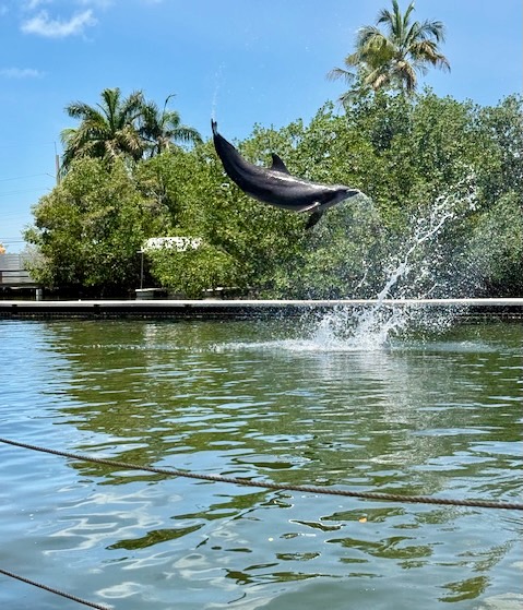 Dolphins & Humans, A History of Friendship | Gulf Coast Poet